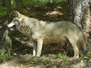 Italian Wolf | The Animal Kingdom Wiki | Fandom