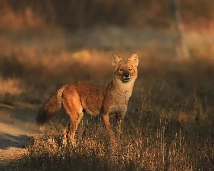 Dhole | The Animal Kingdom Wiki | Fandom
