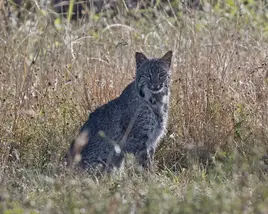 Bobcat | The Animal Kingdom Wiki | Fandom