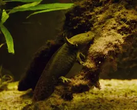 Axolotl | The Animal Kingdom Wiki | Fandom