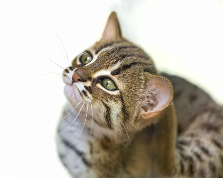 Rusty-Spotted Cat | The Animal Kingdom Wiki | Fandom