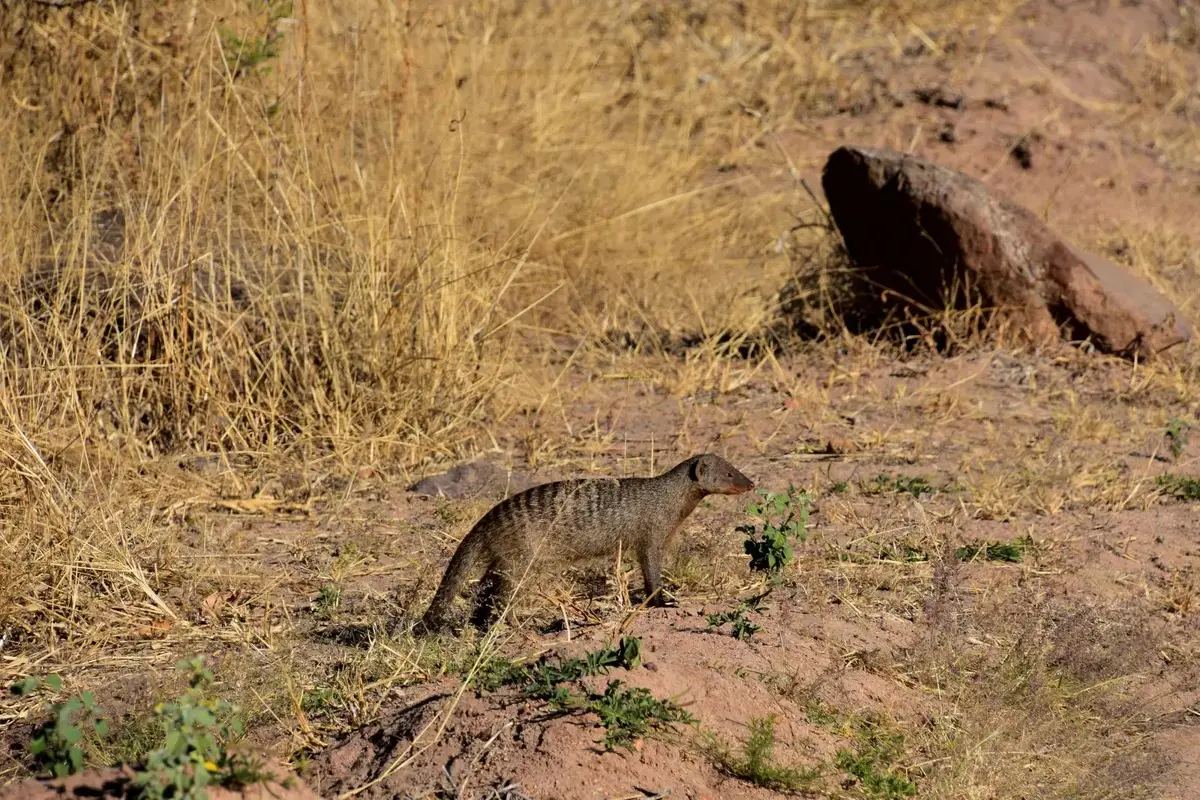Banded Mongoose | The Animal Kingdom Wiki | Fandom