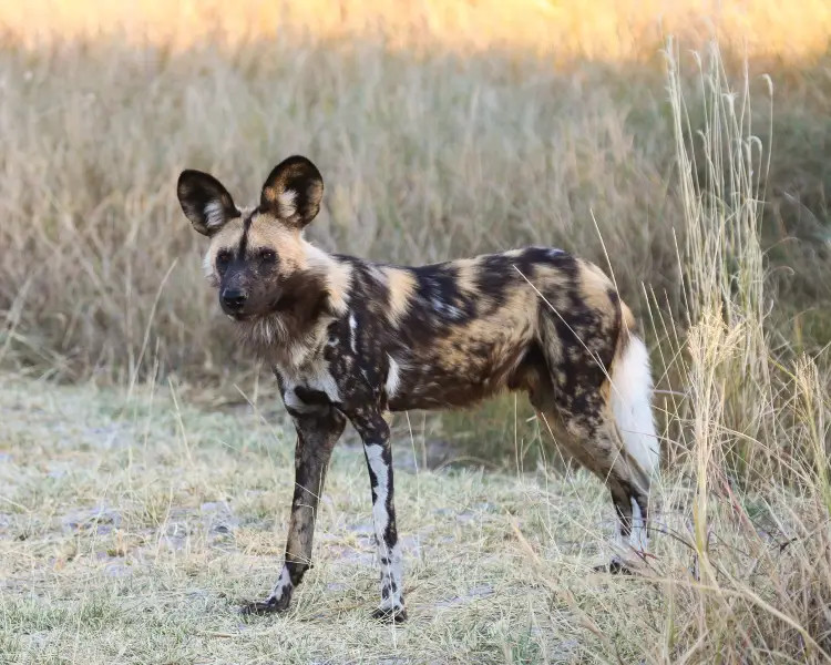 African Wild Dog | The Animal Kingdom Wiki | Fandom