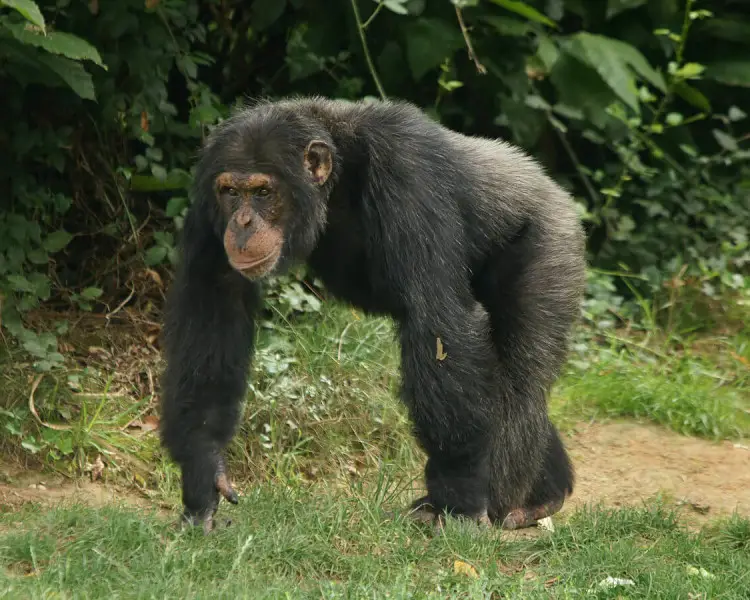 Common Chimpanzee | The Animal Kingdom Wiki | Fandom