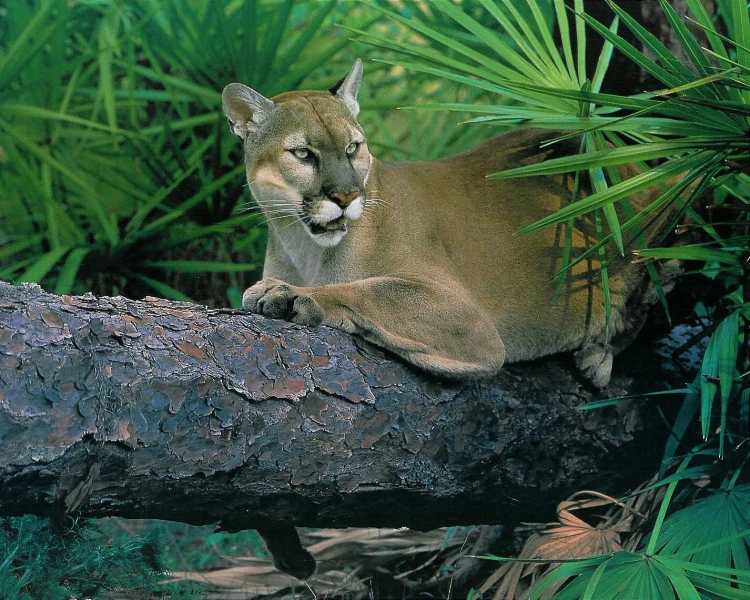 Florida Panther | The Animal Kingdom Wiki | Fandom