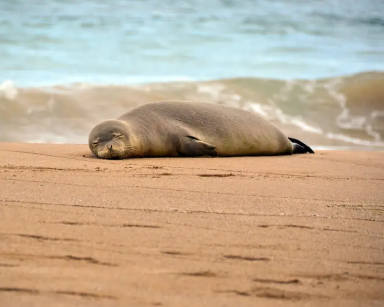 Hawaiian Monk Seal | The Animal Kingdom Wiki | Fandom