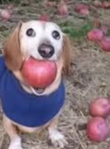 Apple Dog | The Knee Surgery Operation Wiki | Fandom