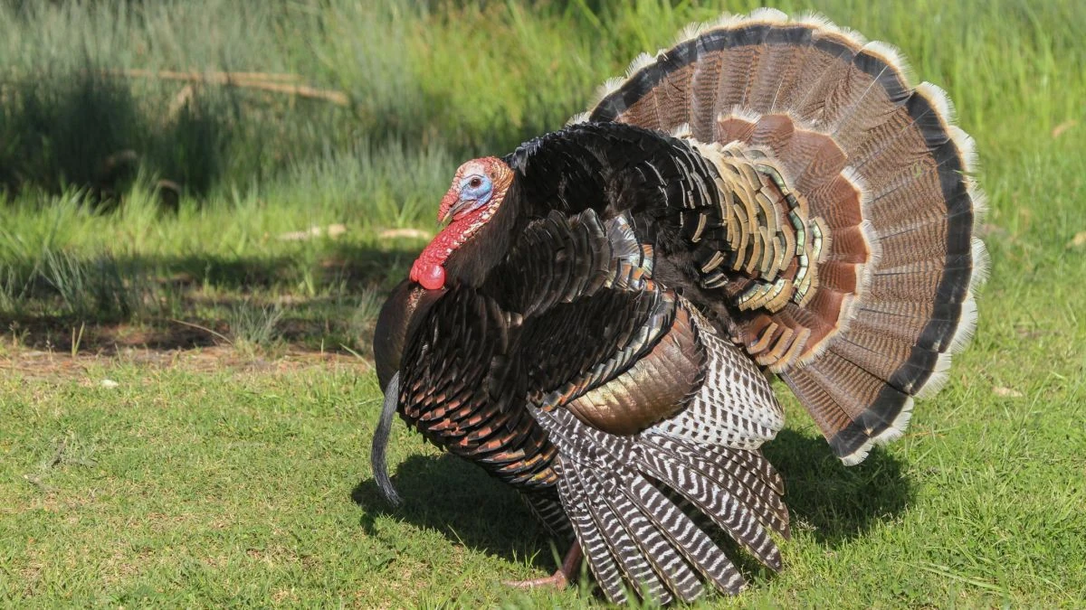 Thanksgiving | The Know Your Meme Archive Wiki | Fandom