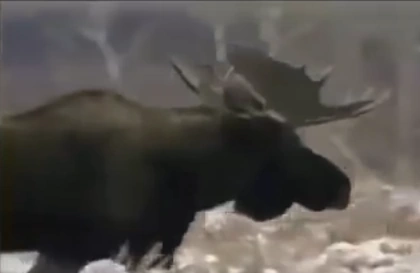 Moose | The Kratt Brothers Wiki | Fandom