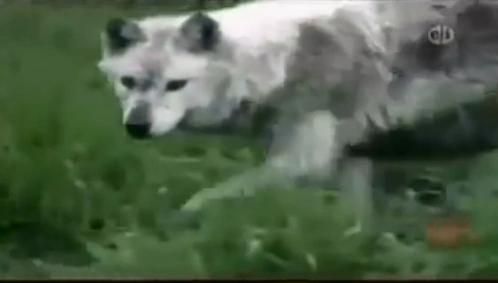 Arctic wolf | The Kratt Brothers Wiki | Fandom