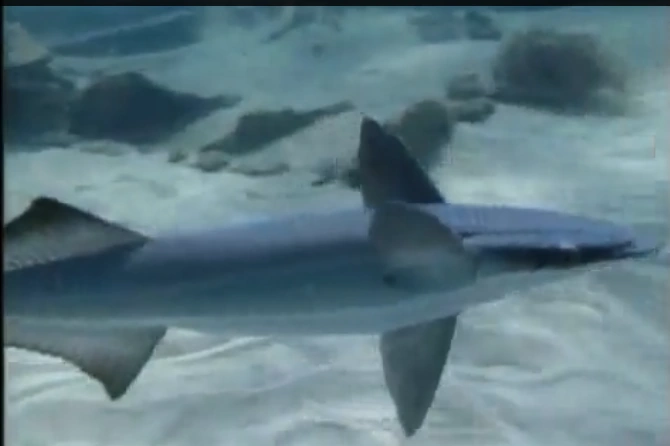 Remora | The Kratt Brothers Wiki | Fandom