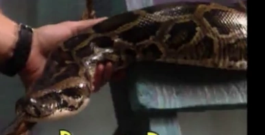 Burmese python | The Kratt Brothers Wiki | Fandom