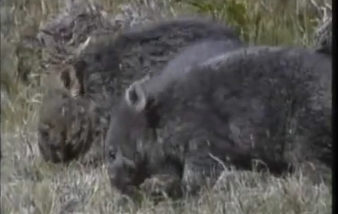 Wombat | The Kratt Brothers Wiki | Fandom