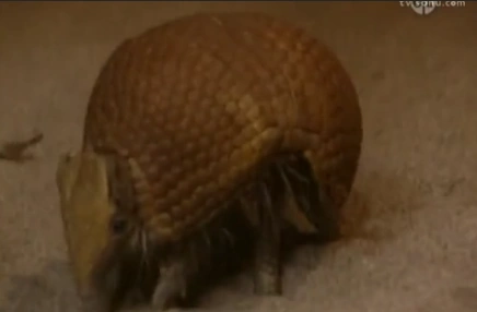 Three-banded armadillos | The Kratt Brothers Wiki | Fandom