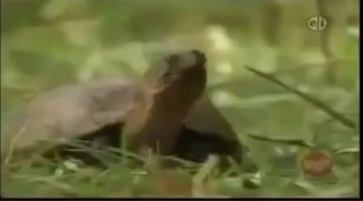 Box turtle | The Kratt Brothers Wiki | Fandom