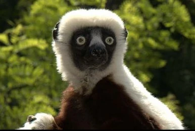 Zoboomafoo Lemur The Zoboomafoo Wiki Fandom Zoboomafoo | The Kratt