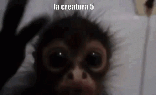 La creatura 5 | The La creatura Wiki | Fandom