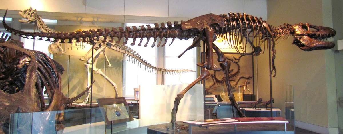 Daspletosaurus | The Land Before Time Dinopedia Wiki | Fandom