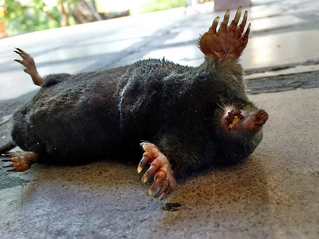 Mole Men | The League of Utter Disaster, Chaos, and Insanity Wiki | Fandom