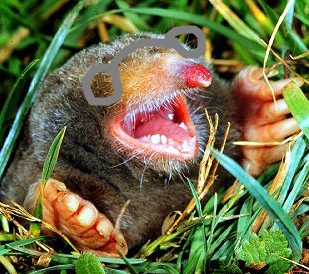 Mini-Mole | The League of Utter Disaster, Chaos, and Insanity Wiki | Fandom