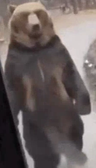 Bruno Bear | The Lennis Ball Aventures Wiki | Fandom