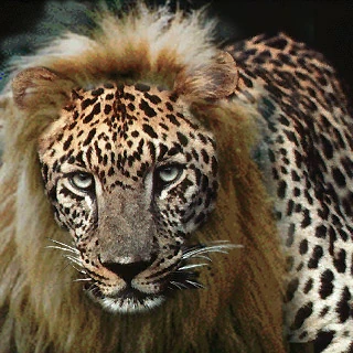Half Lion Half Leopard
