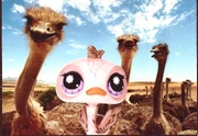 Ostrich 945 | Littlest Pet Shop Collector's Wiki | Fandom