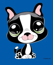 French Bulldog 978 | Littlest Pet Shop Collector's Wiki | Fandom