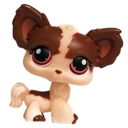 Chihuahua 385 | Littlest Pet Shop Collector's Wiki | Fandom
