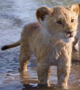 Simba | The live action lion king Wiki | Fandom