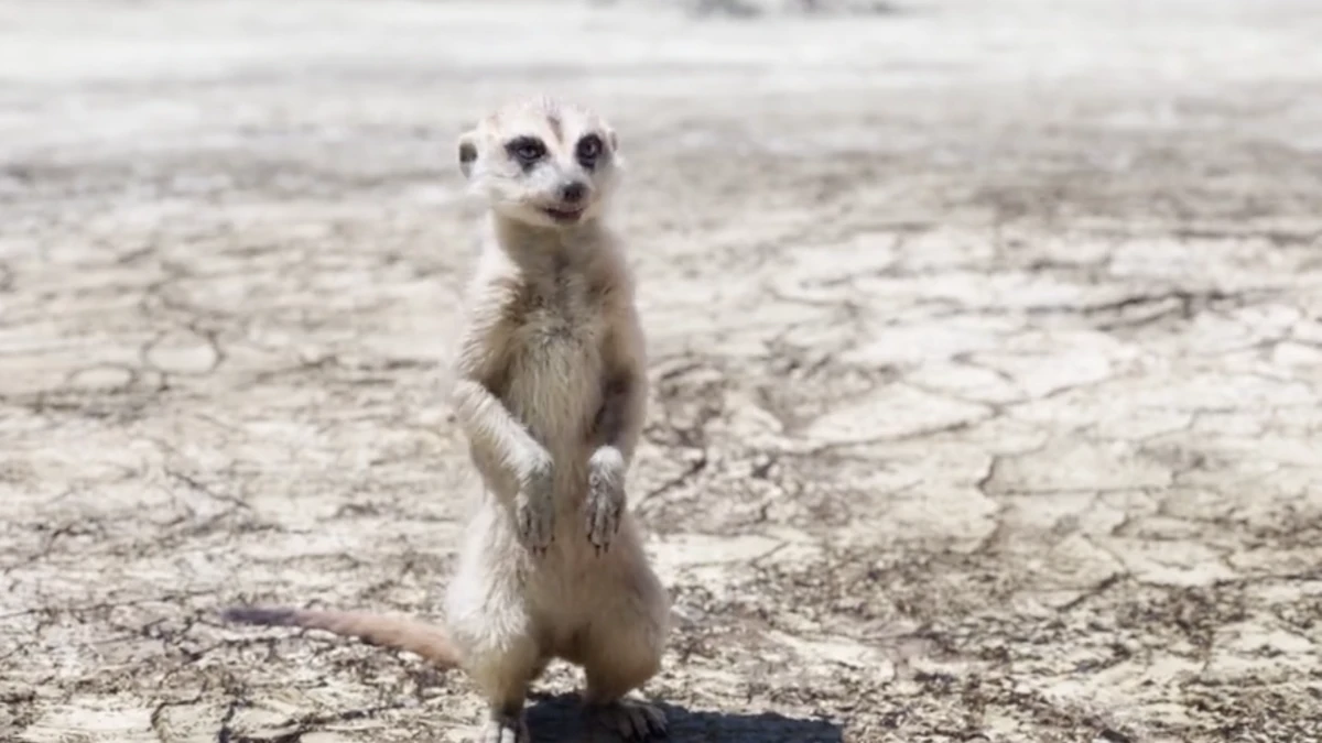 Timon | The live action lion king Wiki | Fandom