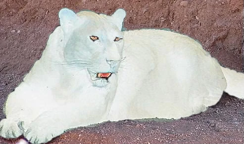 Mist | The Lost Rainforest Wiki | Fandom