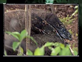 Devil Dragon | The Lost Tapes Community Wiki | Fandom