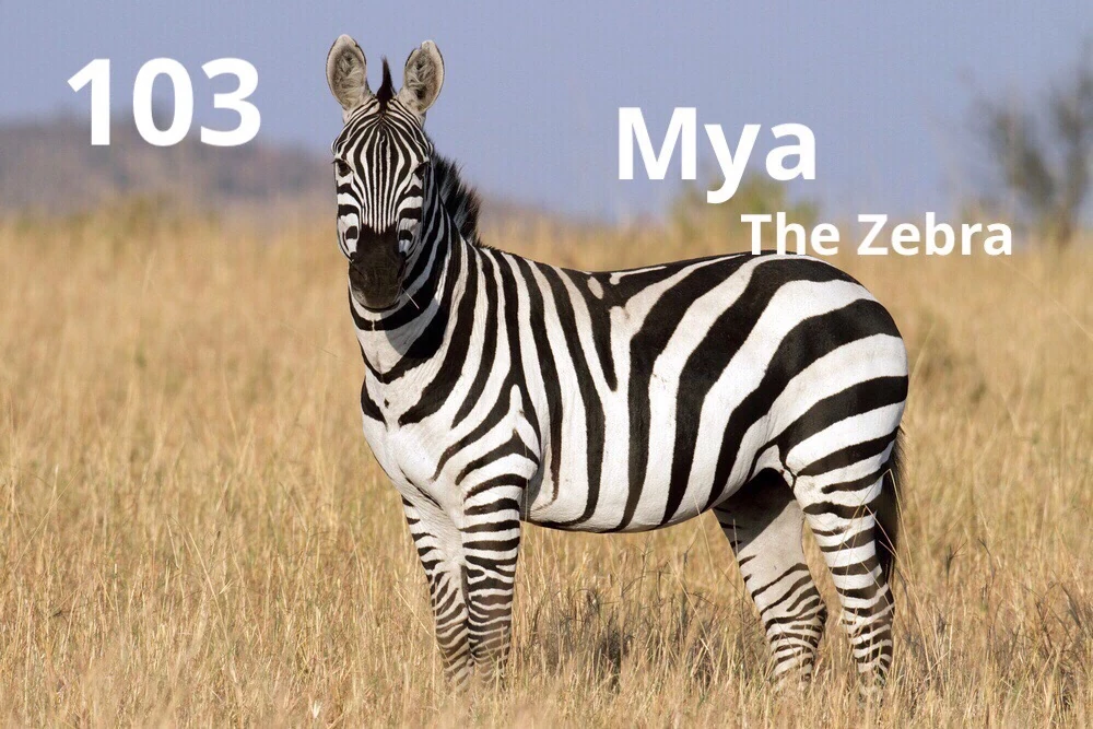 Mya Zo Ma | The Mackenzie Bomek Tatum A Full New Years TV 3D Wiki | Fandom