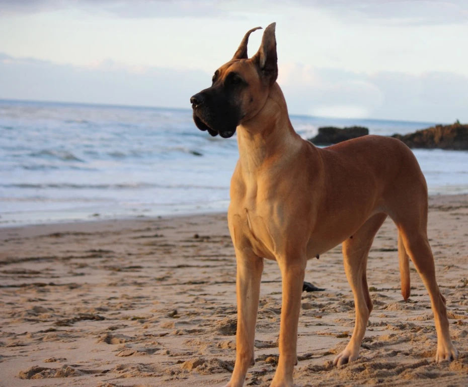 Frumples | The Malachite Isles Wiki | Fandom