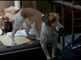 Milo | The Mask Wiki | Fandom