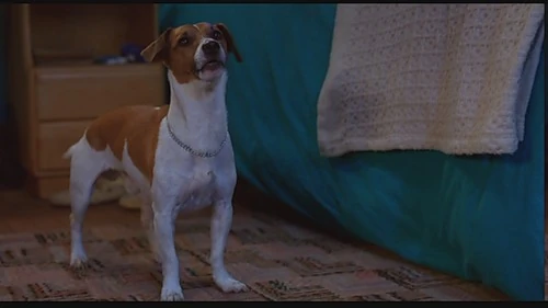 Category:Jack Russell Terriers | The Mask Wiki | Fandom