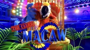 Macaw (US) | The Masked Singer Wiki | Fandom