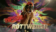 Rottweiler (US) | The Masked Singer Wiki | Fandom