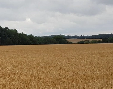 Level 10 - "The Bumper Crop" | Backrooms: Mastodonic Database Wiki | Fandom