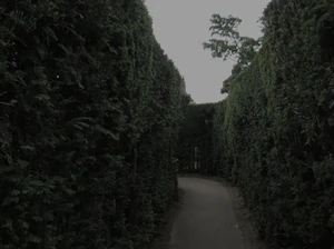 Level 23 - "Hedgemaze Hell" | Backrooms: Mastodonic Database Wiki | Fandom