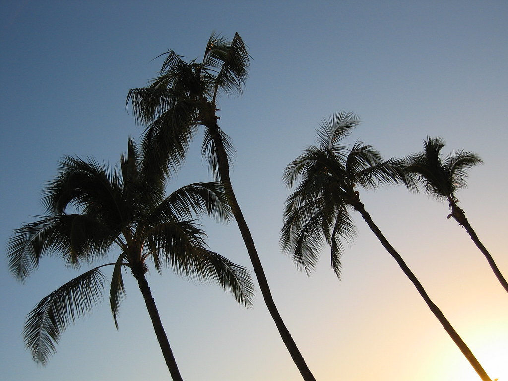 Level 149 Coconut Isles Backrooms Mastodonic Database Wiki Fandom