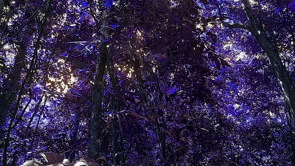 Level 26 - "Violet Forest" | Backrooms: Mastodonic Database Wiki | Fandom