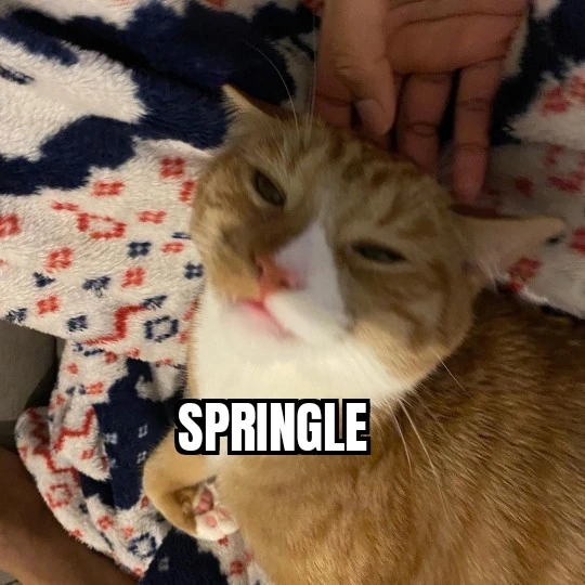 Springle | The MelvinVerse Wiki | Fandom