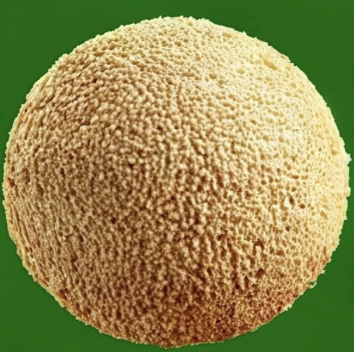 Mickey Mouse | The Mica Multiverse Wiki | Fandom