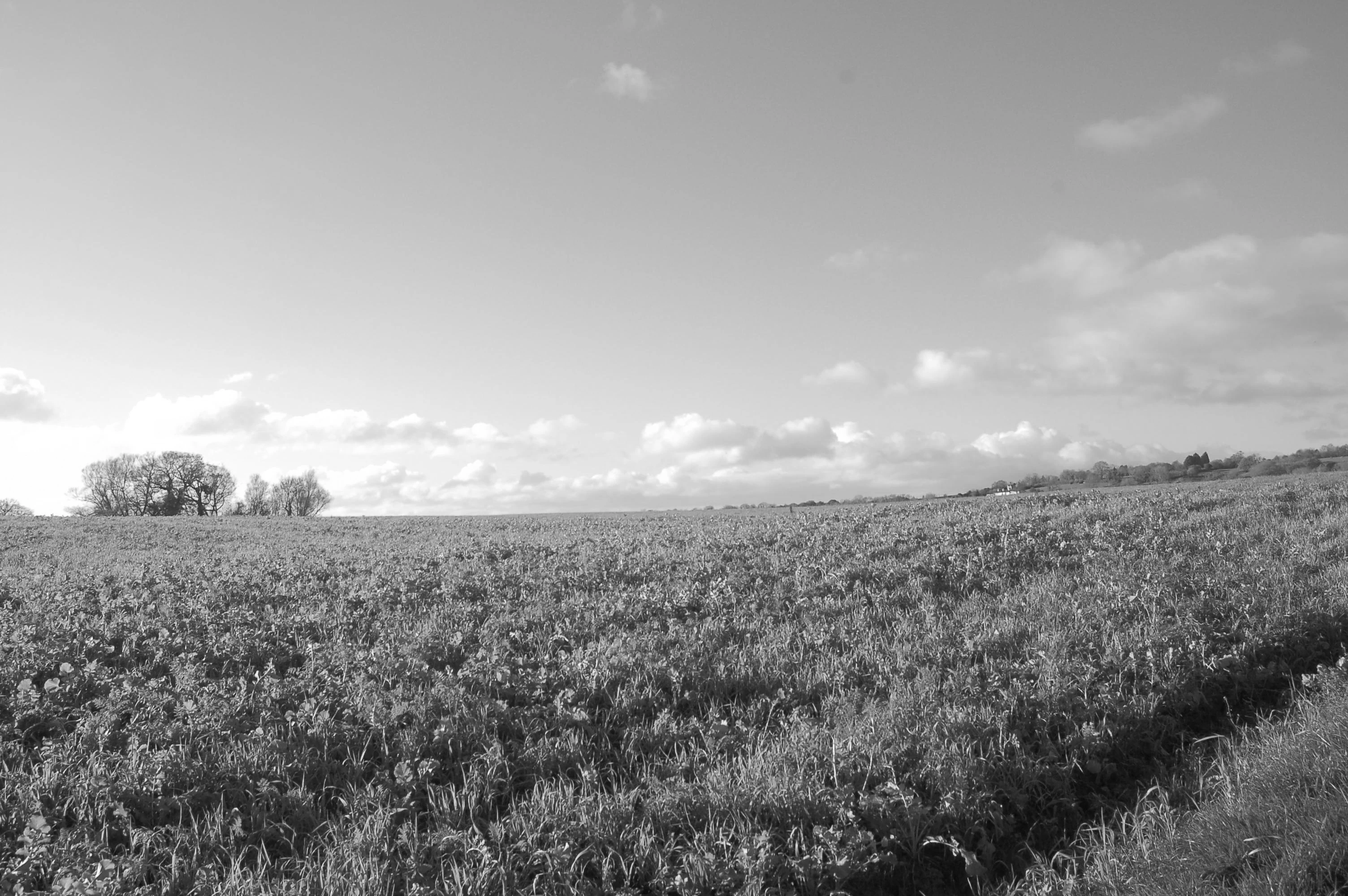 Semi-level 1000.1: "Outside Field" | Monochromerooms Wiki | Fandom