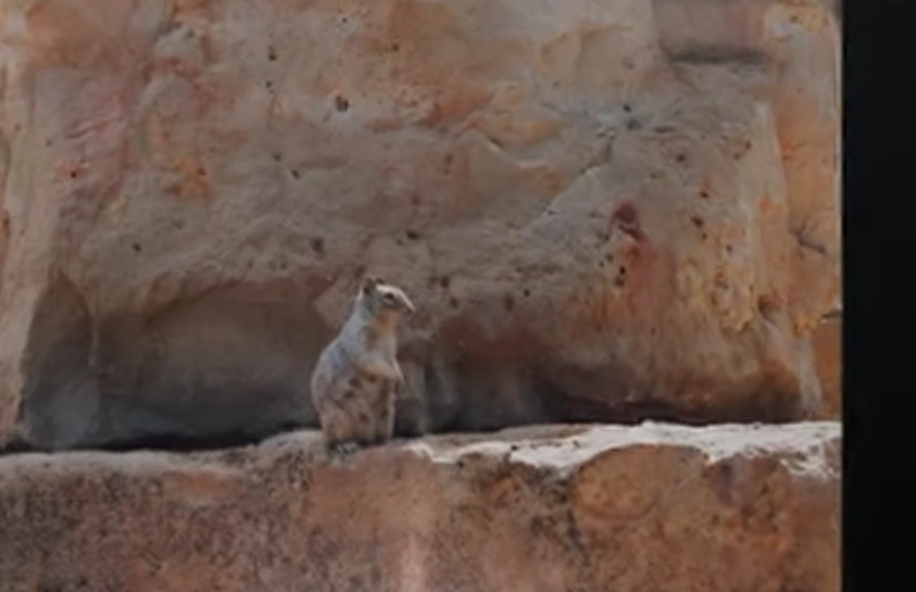 Mister Squirrel | The Monument Mythos Wiki | Fandom