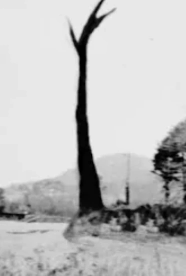 Rockefeller Center Special Tree | The Monument Mythos Wiki | Fandom