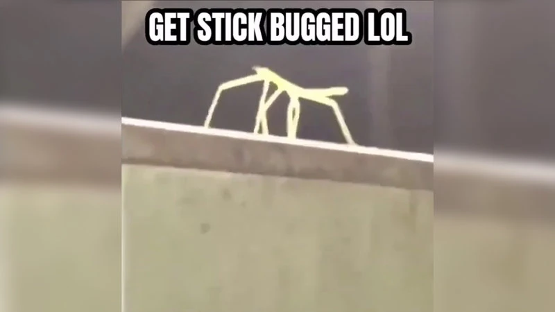 Stick Bug | The most random site ever Wiki | Fandom