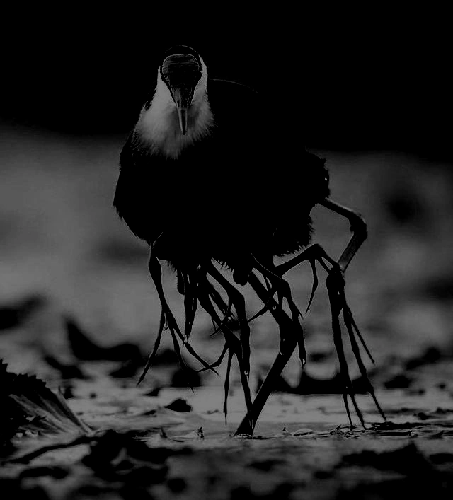 Phase 35 Demonic Mibufan69420 | The Mr Incredible Becoming Memes Wiki ...